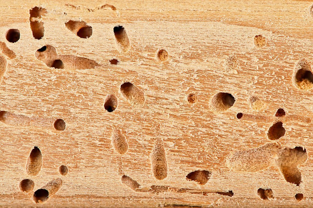 What do termite holes look like? - Termite Control Melbourne