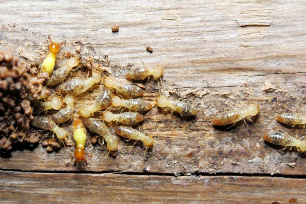 Should I panic about termites? - Termite Control Melbourne