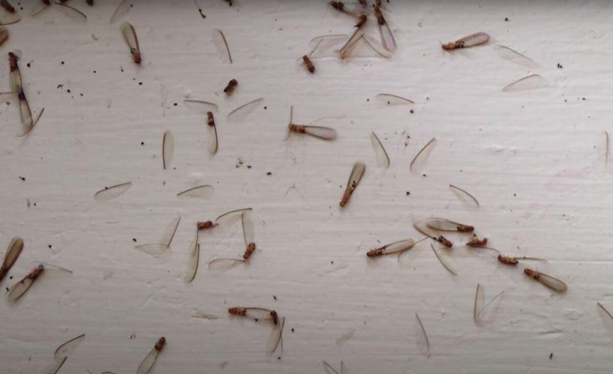 Is My New House Safe From Termites? - Termite Control Melbourne