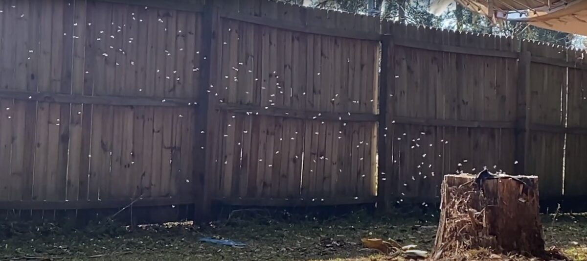 Are Termites Visible to the Naked Eye? - Termite Control Melbourne